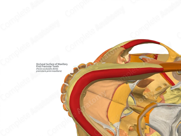 Occlusal Surface of Maxillary First Premolar Tooth | Complete Anatomy