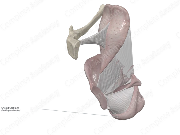Cricoid Cartilage | Complete Anatomy