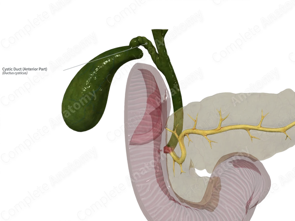 Cystic Duct (Anterior Part) | Complete Anatomy