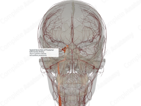 Septal Branches of Posterior Ethmoidal Artery (Right) | Complete Anatomy