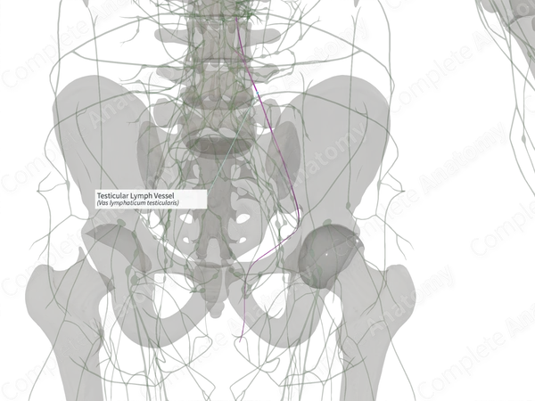 Testicular Lymph Vessel (Left) | Complete Anatomy