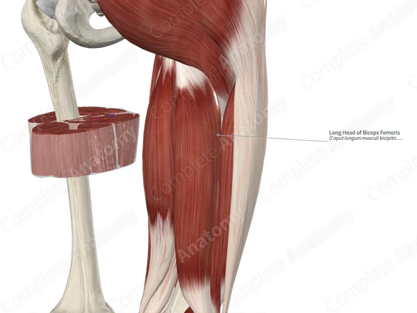 Long Head of Biceps Femoris | Complete Anatomy