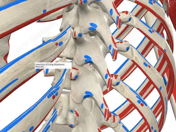 Insertion of Long Rotatores Muscles | Complete Anatomy
