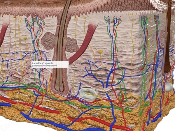 Lamellar Corpuscle | Complete Anatomy