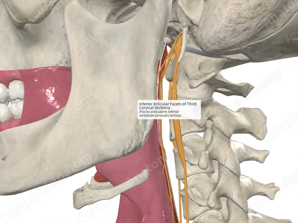 Inferior Articular Facets of Third Cervical Vertebra | Complete Anatomy