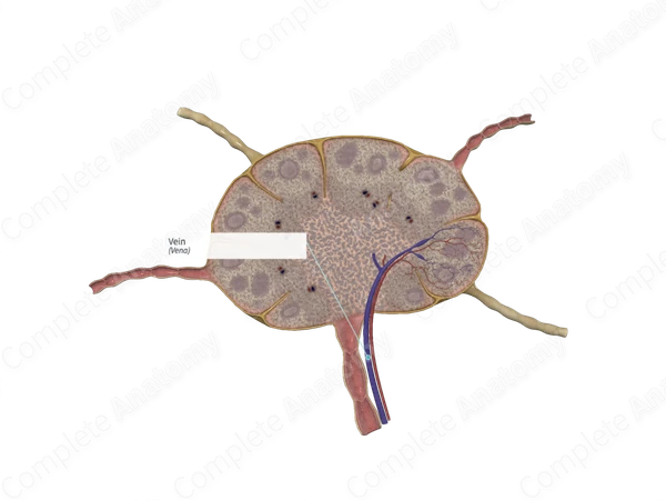 Vein | Complete Anatomy