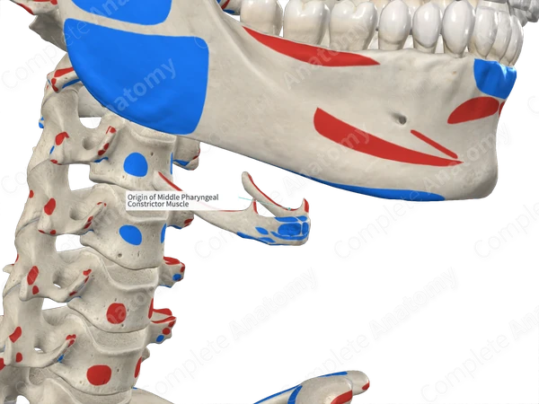 Origin of Middle Pharyngeal Constrictor Muscle | Complete Anatomy