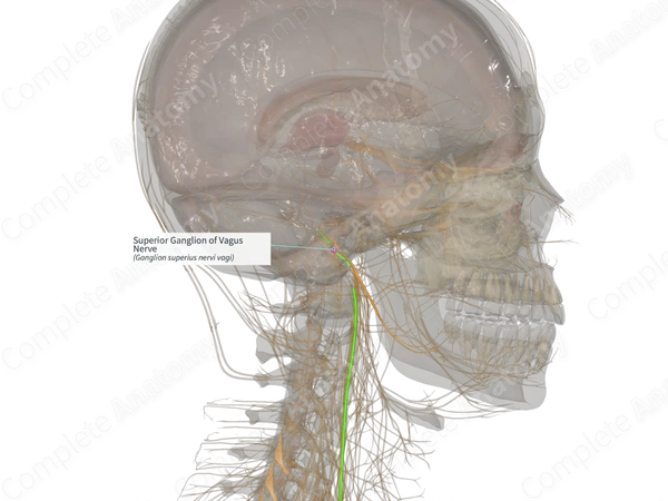 Superior Ganglion of Vagus Nerve (Left) | Complete Anatomy