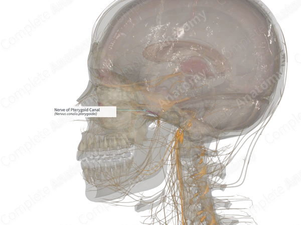 Nerve of Pterygoid Canal (Left) | Complete Anatomy