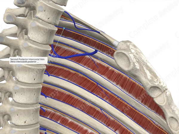 Second Posterior Intercostal Vein | Complete Anatomy