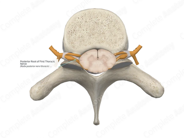 Posterior Root of First Thoracic Nerve | Complete Anatomy