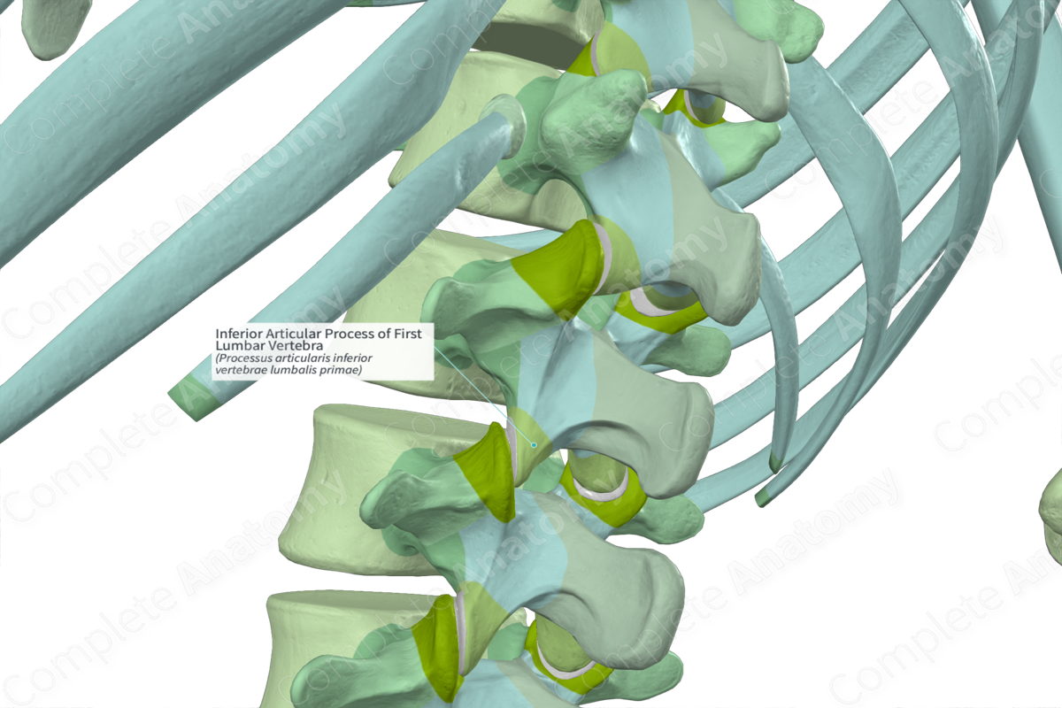 Inferior Articular Process Of First Lumbar Vertebra Right Complete