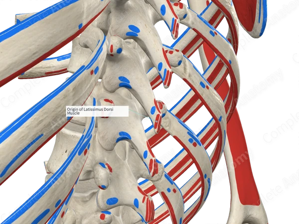 Origin of Latissimus Dorsi Muscle | Complete Anatomy