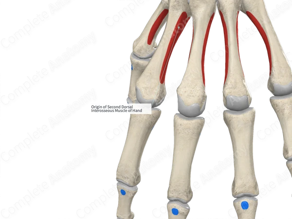 Origin of Second Dorsal Interosseous Muscle of Hand | Complete Anatomy