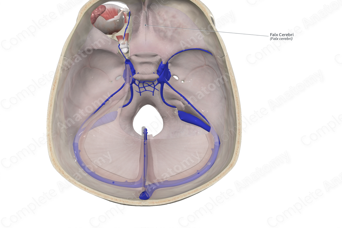 Falx Cerebri Complete Anatomy