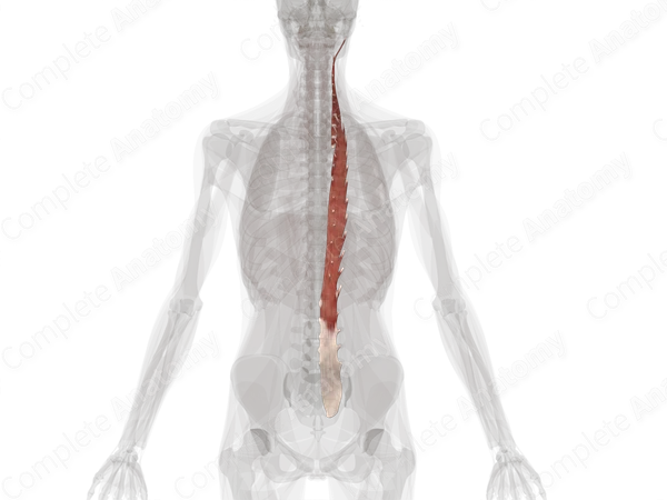 Longissimus Muscles (Left) | Complete Anatomy