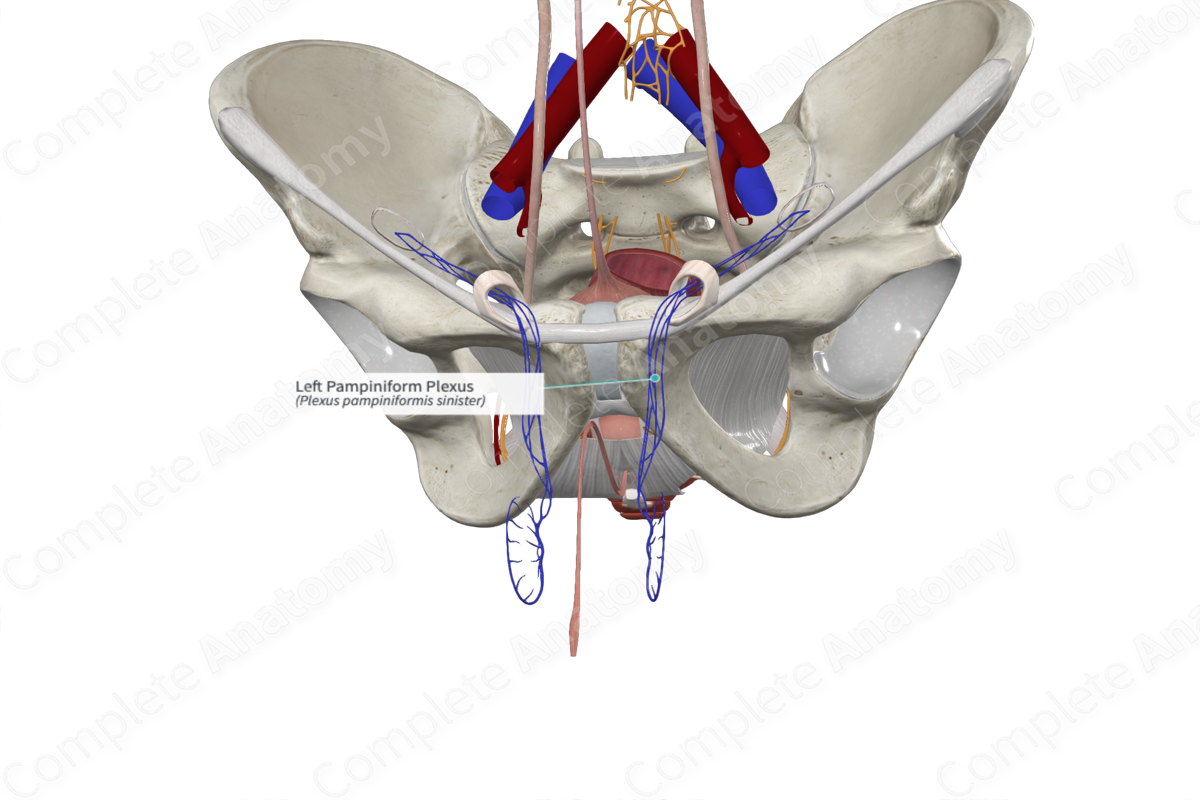 Left Pampiniform Plexus Complete Anatomy