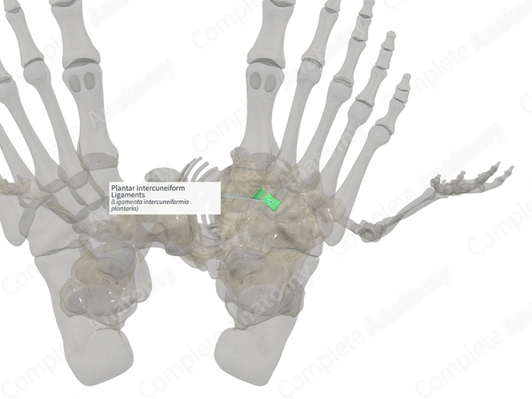Plantar Intercuneiform Ligaments (Left) | Complete Anatomy