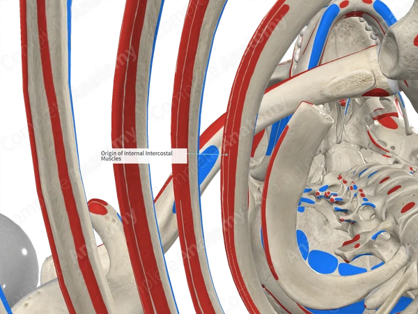 Origin of Internal Intercostal Muscles | Complete Anatomy