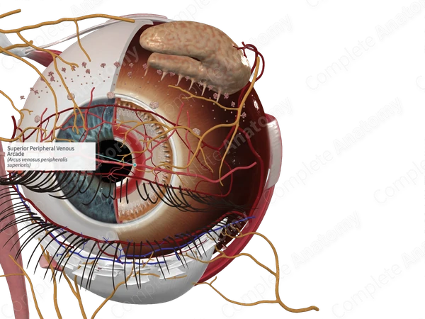 Superior Peripheral Venous Arcade | Complete Anatomy