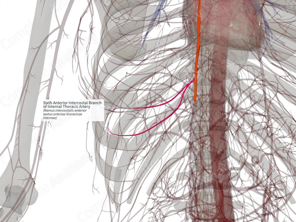 Sixth Anterior Intercostal Branch of Internal Thoracic Artery (Left ...