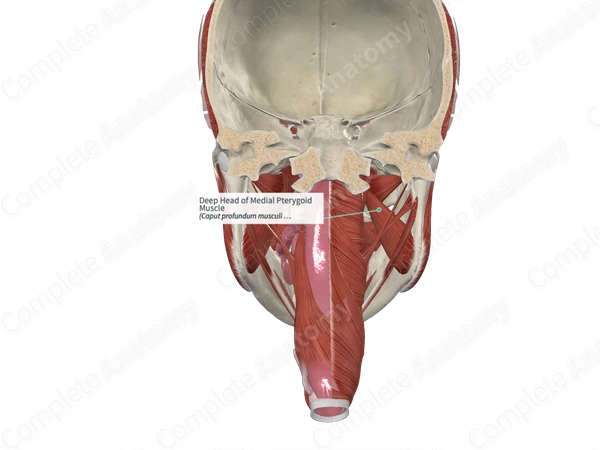 Deep Head of Medial Pterygoid Muscle | Complete Anatomy