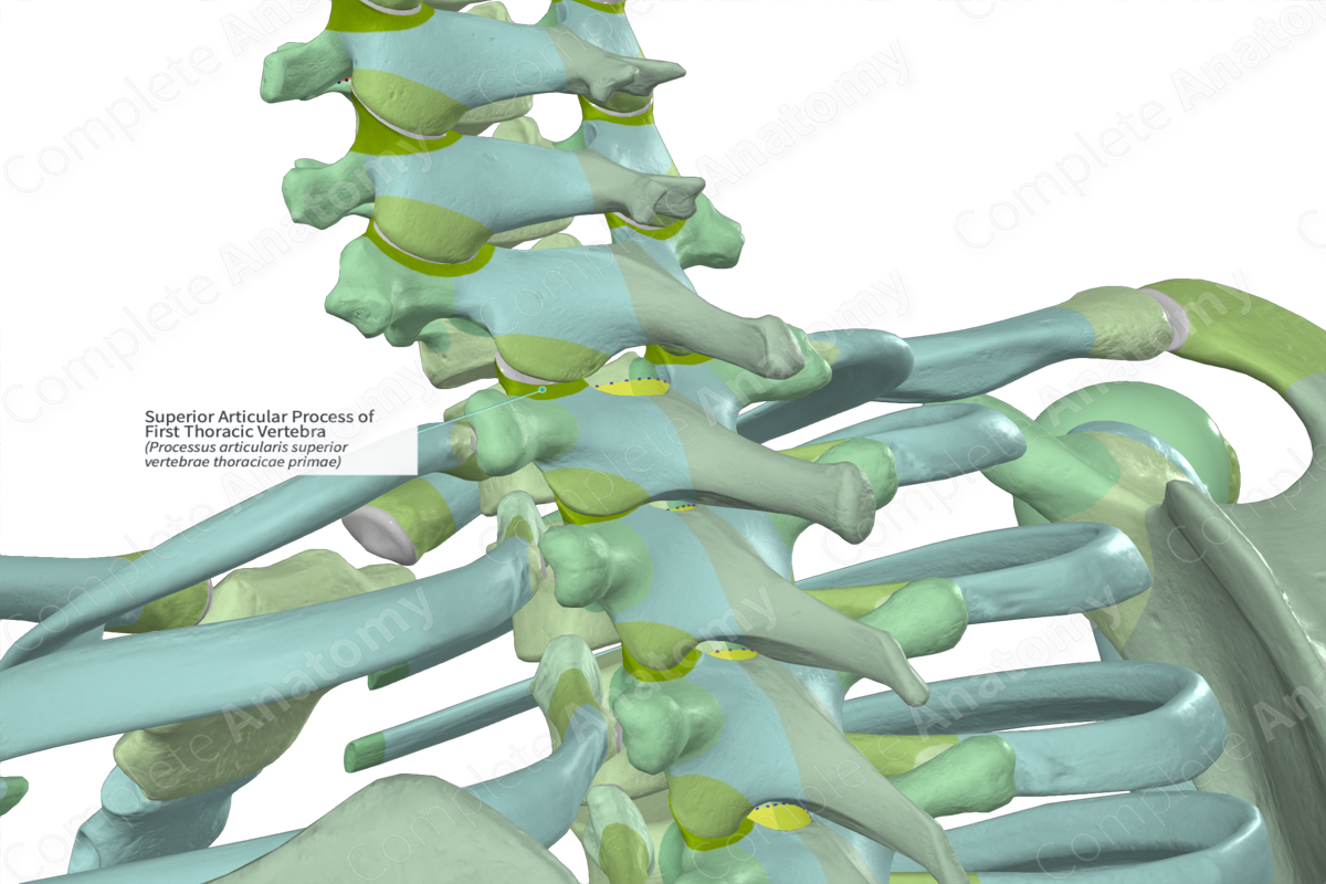 Superior Articular Process Of First Thoracic Vertebra Right