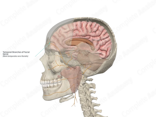 Temporal Branches of Facial Nerve | Complete Anatomy