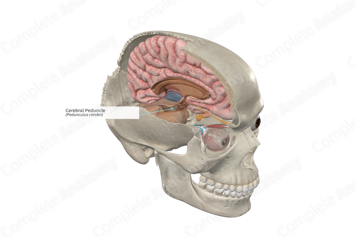 Cerebral Peduncle Complete Anatomy