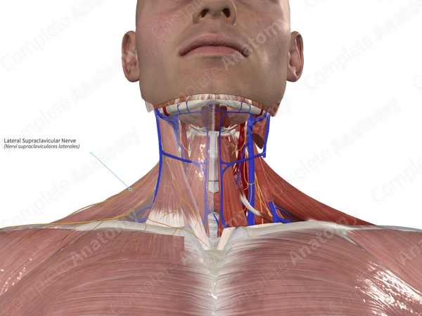Lateral Supraclavicular Nerve | Complete Anatomy