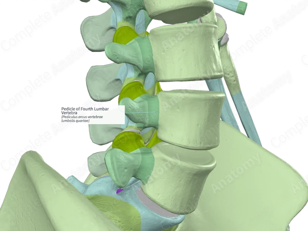 Pedicle of Fourth Lumbar Vertebra (Right) | Complete Anatomy