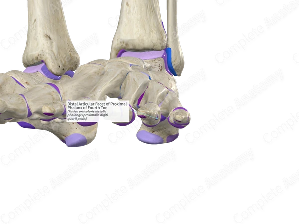 Distal Articular Facet of Proximal Phalanx of Fourth Toe | Complete Anatomy