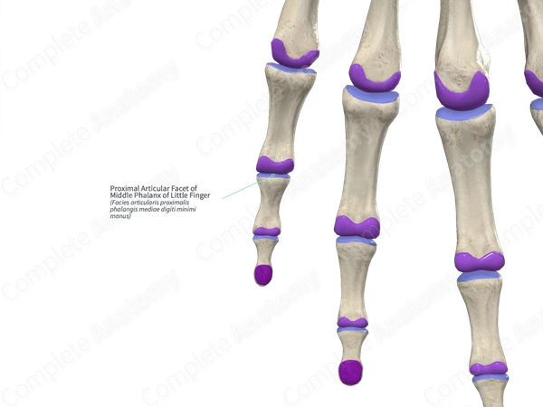 Proximal Articular Facet of Middle Phalanx of Little Finger | Complete ...