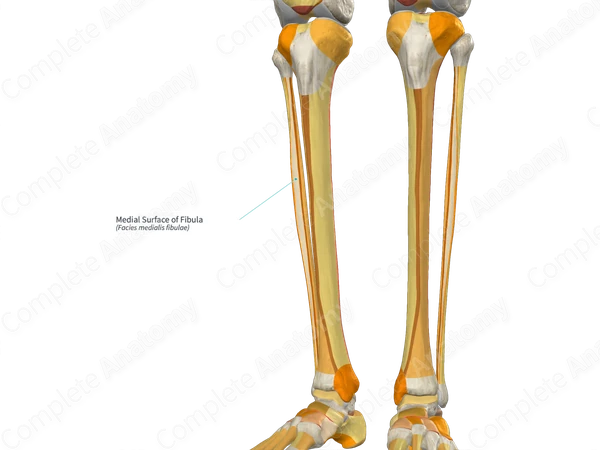 Medial Surface of Fibula | Complete Anatomy
