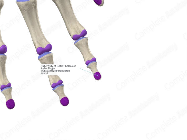 Tuberosity of Distal Phalanx of Index Finger | Complete Anatomy