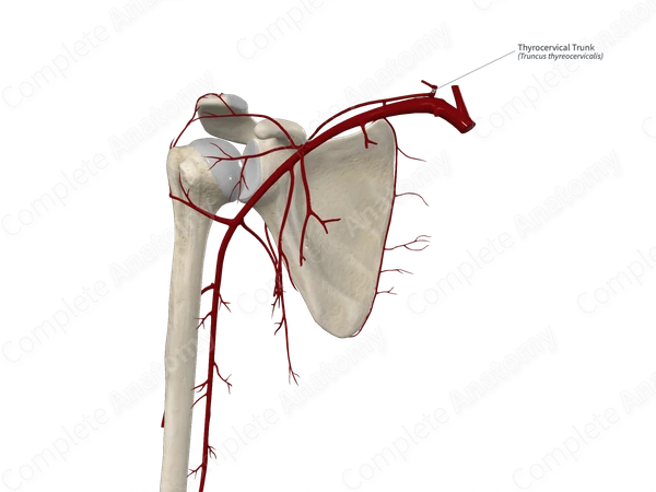 Thyrocervical Trunk | Complete Anatomy