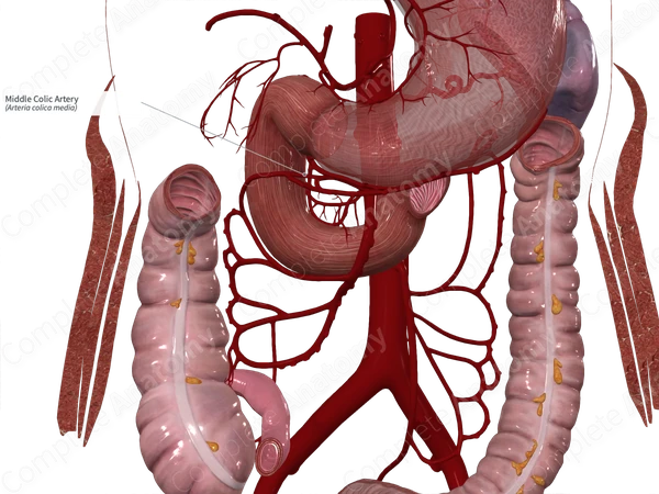 Middle Colic Artery | Complete Anatomy