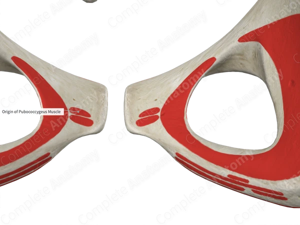 Origin of Pubococcygeus Muscle | Complete Anatomy