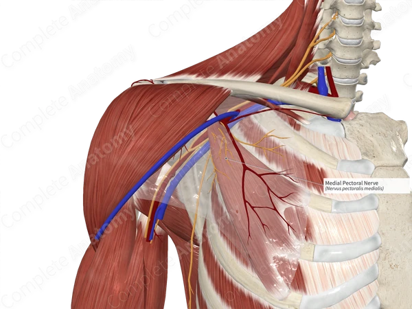 Medial Pectoral Nerve | Complete Anatomy