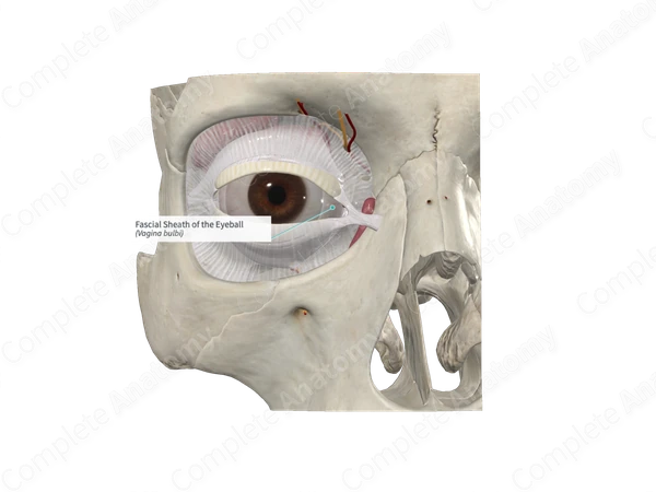 Fascial Sheath of the Eyeball | Complete Anatomy