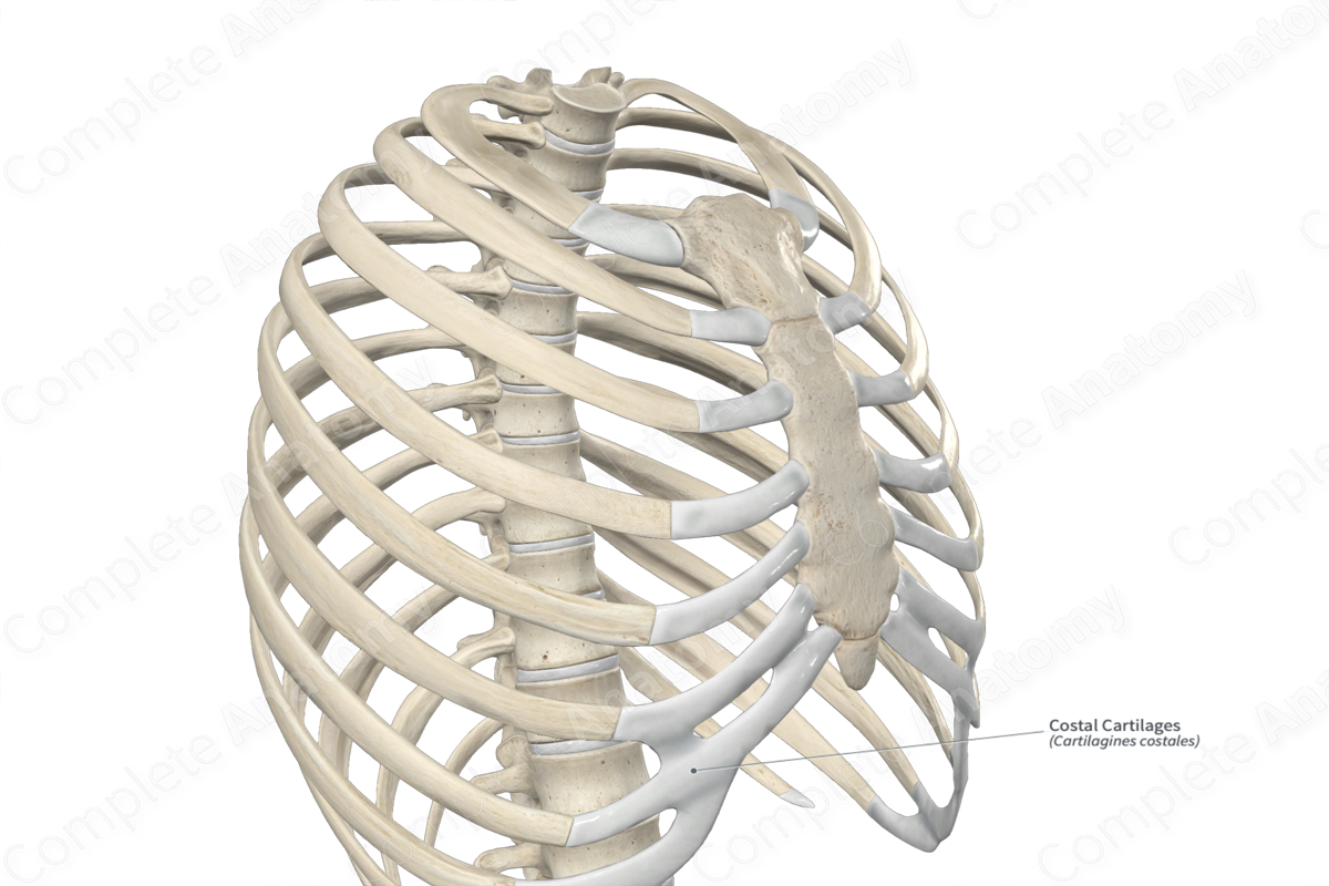 Costal Cartilages | Complete Anatomy