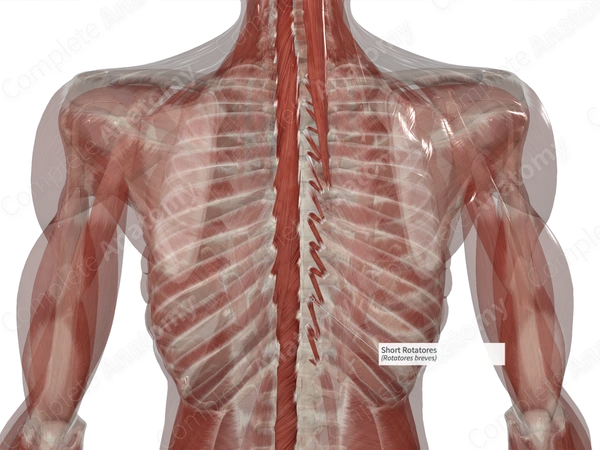 Short Rotatores | Complete Anatomy