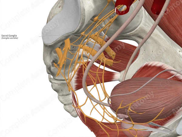 Sacral Ganglia | Complete Anatomy