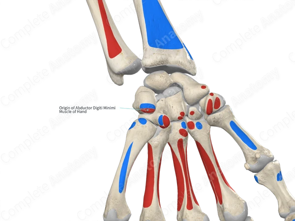 Origin of Abductor Digiti Minimi Muscle of Hand | Complete Anatomy
