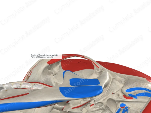 Origin of Deep & Intermediate Parts of Masseter Muscle | Complete Anatomy