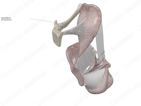 Hyoid Bone | Complete Anatomy