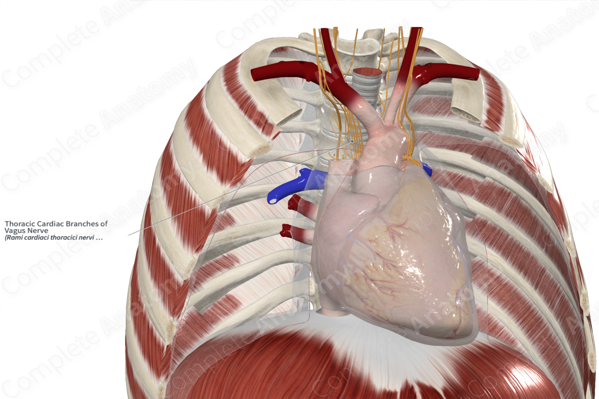 Thoracic Cardiac Branches of Vagus Nerve | Complete Anatomy