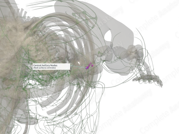 Central Axillary Nodes (Left) | Complete Anatomy
