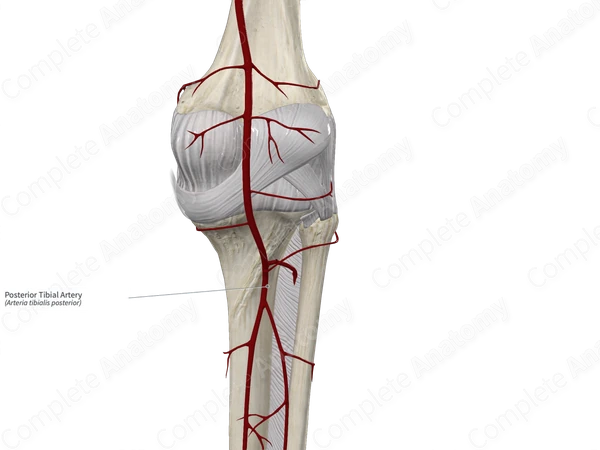 Posterior Tibial Artery | Complete Anatomy