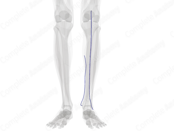Superficial Veins of Leg (Left) | Complete Anatomy